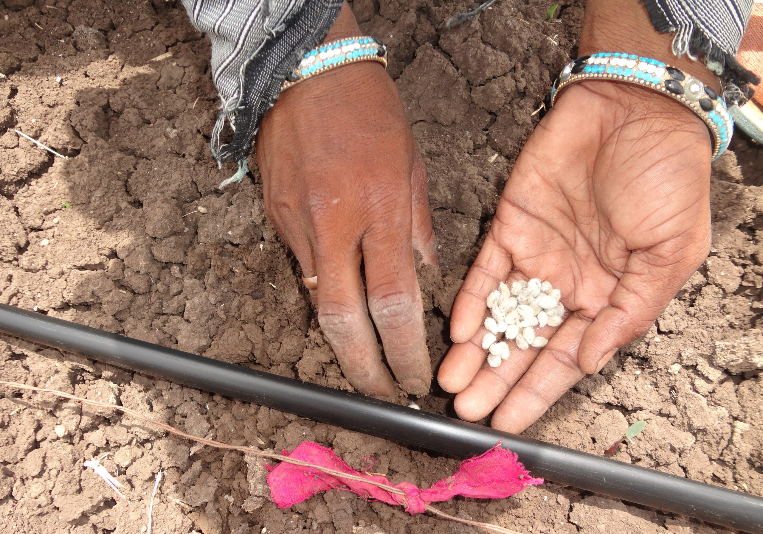 With the sowing of cotton begins a new cycle - Remei